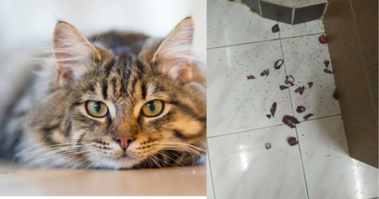 Guna Bahan 'Hangat' Ni Elakkan Kucing Kencing Di Tempat Sama, Mudah Je!