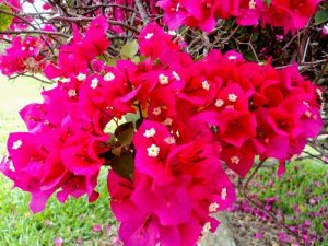 Jika Mahu Pokok Bunga Kertas Cantik, Subur & Berbunga Lebat, Ini 8 Tip ...