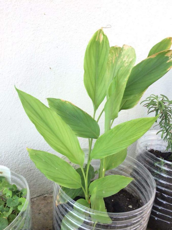 Resipi Legend, Kek Planta Rainbow Tanpa Bahan Penaik. Memang Gebu Dan ...
