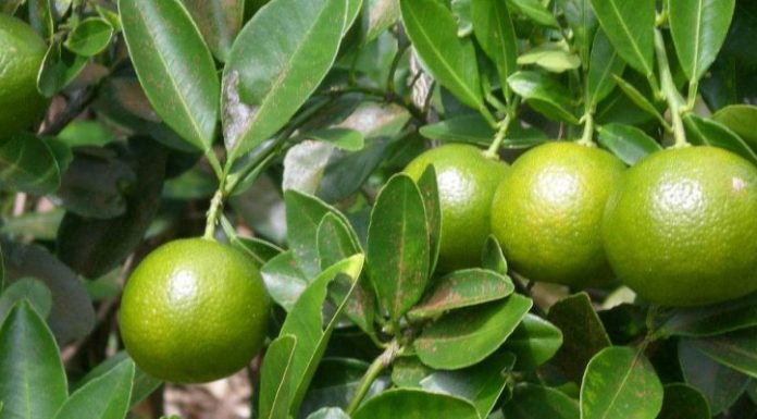 Limau Kasturi Sebagai Penawar Sakit Kepala. Ada 5 Lagi Manfaatnya Yang ...