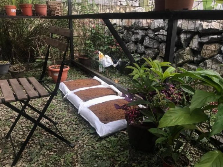 10 Tanaman Wajib Tanam Di Rumah. Sesuai Untuk Newbie Jadikan Panduan ...
