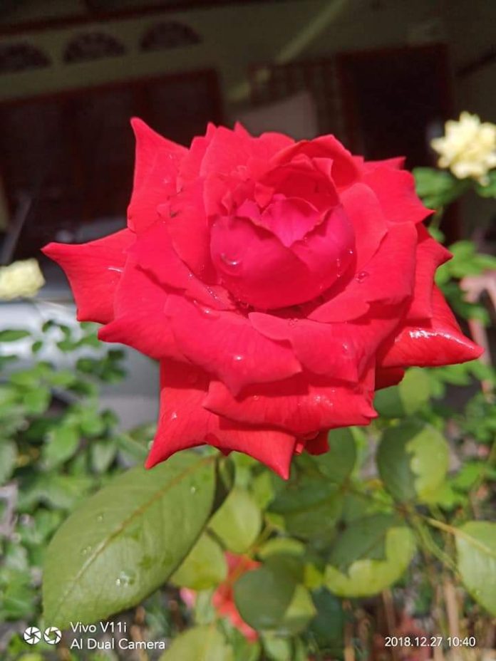 Cara Ni Memang Kena Buat. Kalau Tak, Pokok Ros Yang Dibeli Dari Tanah ...