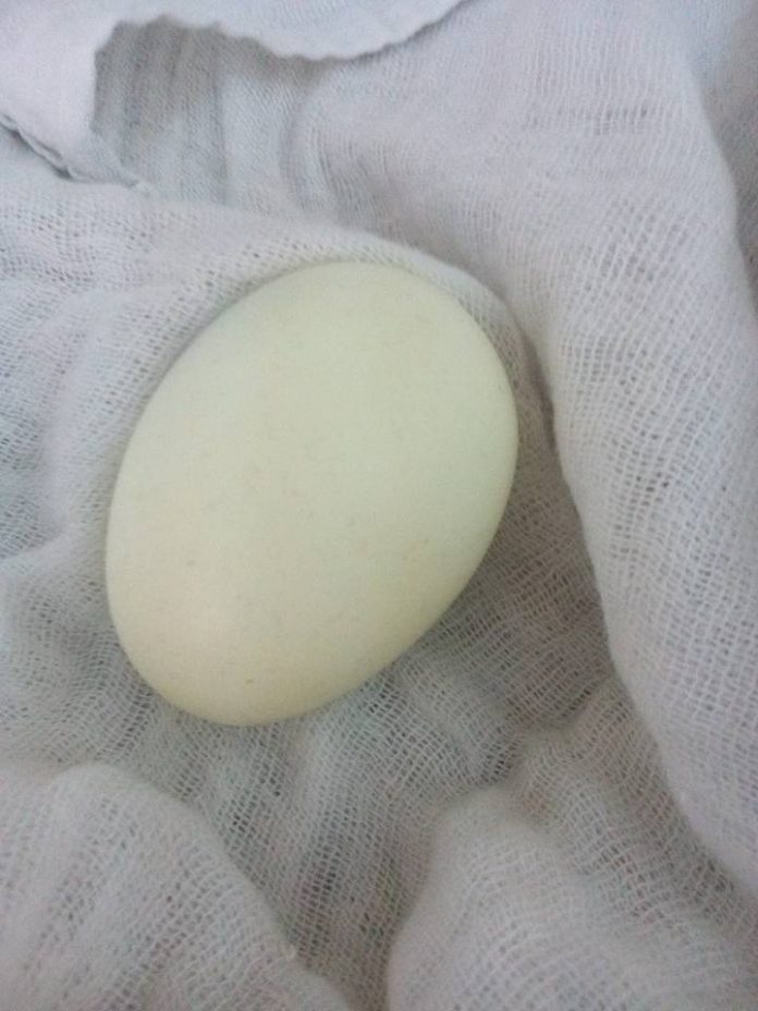 Petua Selamat Halau Lipas Guna Bahan Dari Dapur Jer. Bukan Tu Jer ...