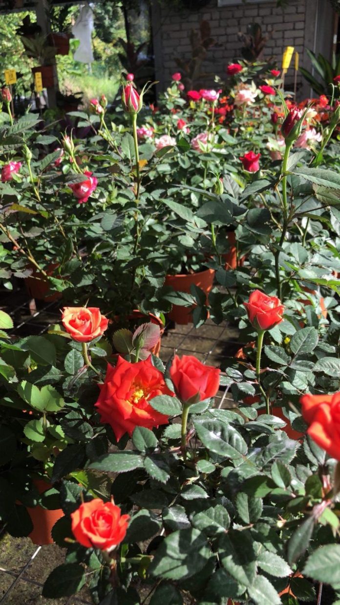 Nak Tanam Bunga Ros, Pakar Lanskap Ni Kongsi Tip Perlu CABUT!