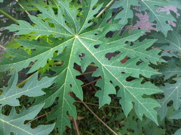 Pucuk & Bunga Betik, Biasa-biasakan Makan Untuk Jaga Kesihatan Anak ...