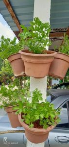 Pokok Daun Sup Serikan Laman Rumah. Ni Cara Keluarga Ni Semai Benih!