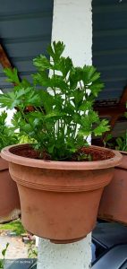 Pokok Daun Sup Serikan Laman Rumah. Ni Cara Keluarga Ni Semai Benih!