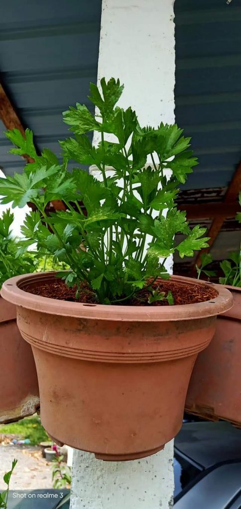 Pokok Daun Sup Serikan Laman Rumah. Ni Cara Keluarga Ni Semai Benih!