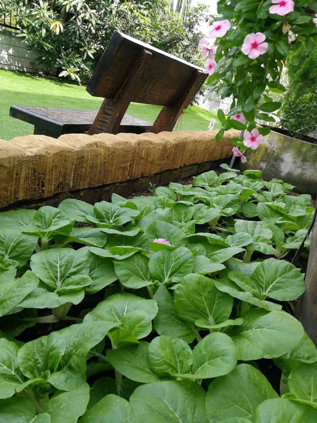 Laman Rumah Tanam Macam-macam Pokok, Nampak Cantik. Lelaki Ni Kongsi ...