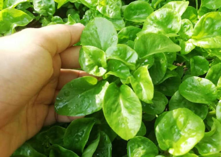 Patutlah Ramai Share. Ini Rahsia Masak Kurma Supaya Sedap Dan Daging ...