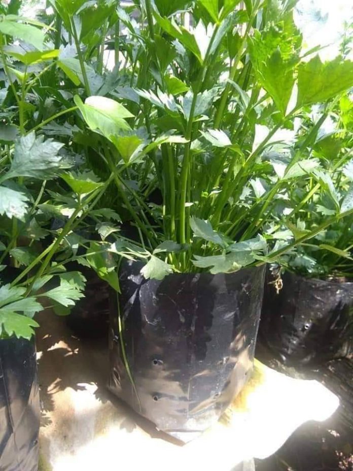 Tanam Daun Sup Cara Mudah & Murah. Begini Stepnya!