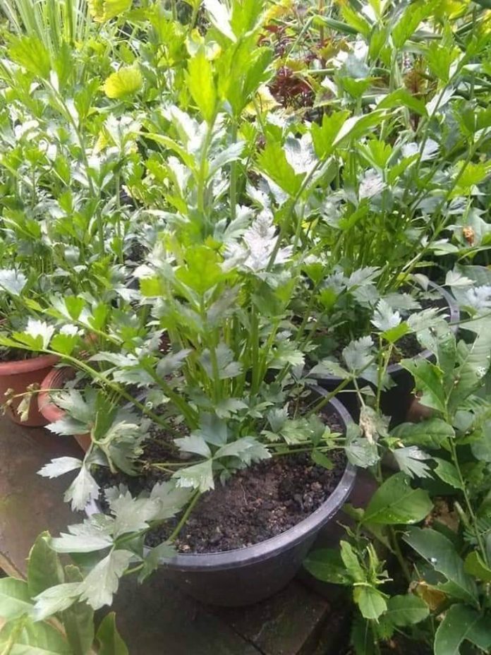 Tanam Daun Sup Cara Mudah & Murah. Begini Stepnya!