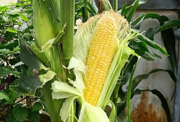 Ni Step Paling Mudah Tanam Jagung Grade A! - KELUARGA