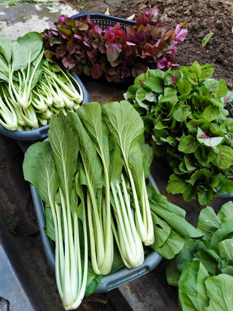 Tanam 4 Jenis Sayur Tepi Rumah. Bila Tuai Hasil, Memang Puas Hati!