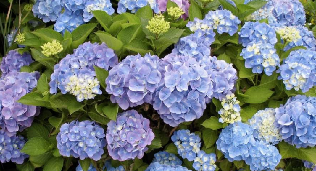 Nampak Cantik Bunga Hydrangea. Namun Pusat Racun Negara Dedah Bahayanya!