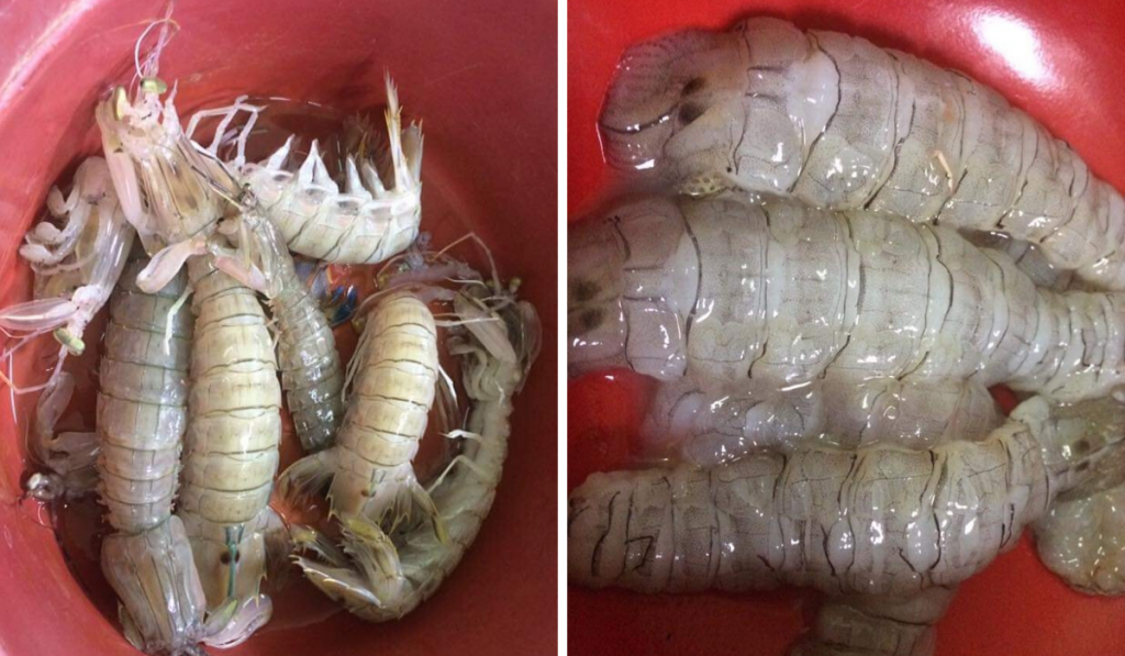 Puasnya Makan Udang Ketak Bila Dapat Isi Seketul-seketul Macam Ni. Ada ...