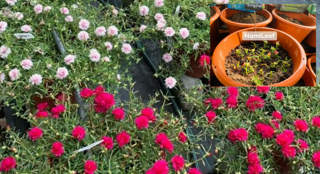 Tanam Ros Jepun Nak Berbunga Lebat & Gemuk-gemuk, Rahsianya Buat Begini!