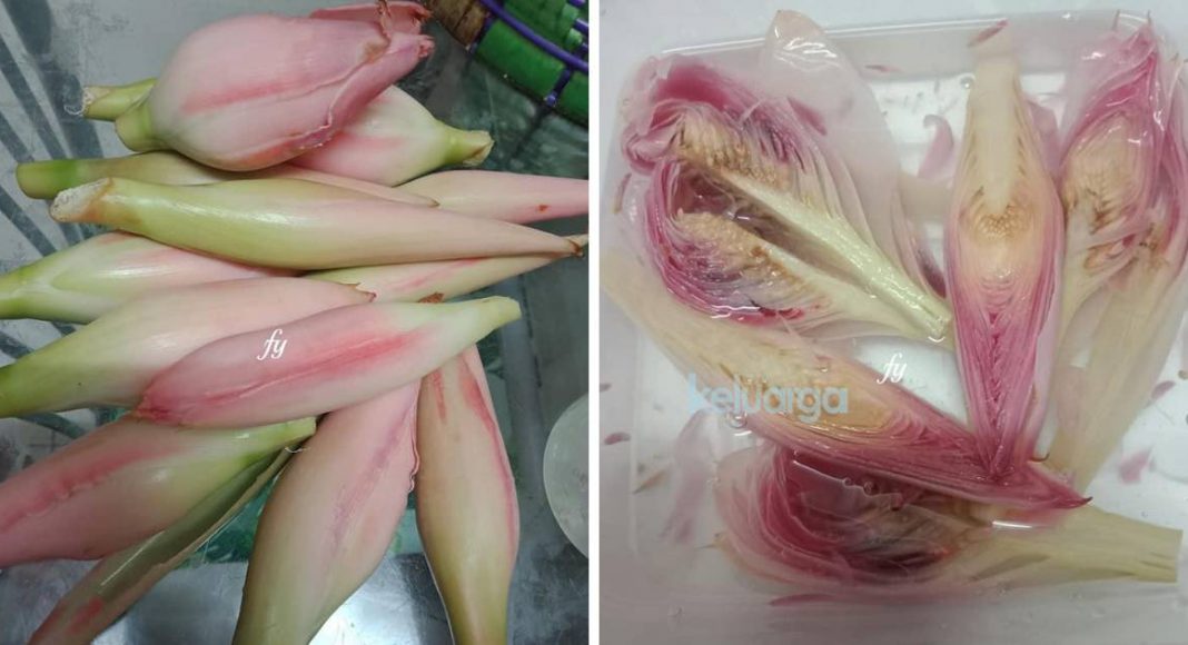 Beli Bunga Kantan 6 Bulan Masih Elok. Begini Cara Simpan Agar Tahan ...