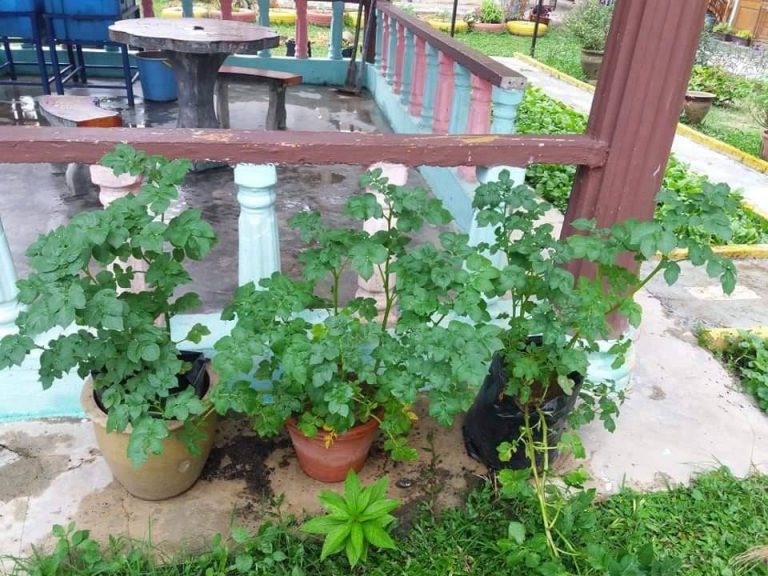 Rupanya Begini Cara Tanam Kentang. Rendam Dulu Baru Tanam Dalam Pasu ...