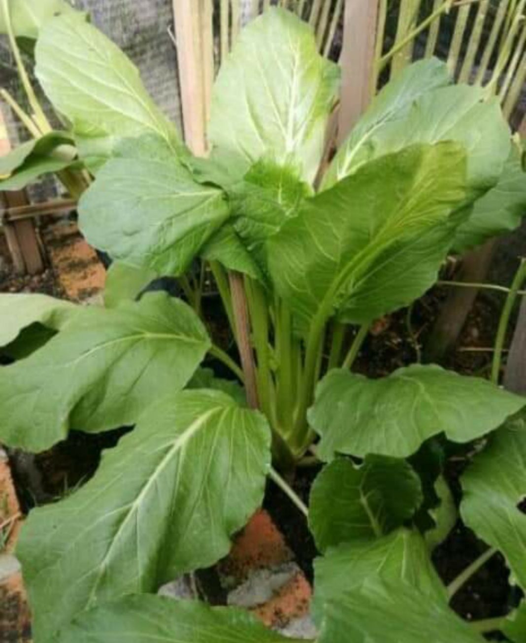 Membaja Tanaman Dalam Pasu, Begini Caranya Bagi Mak-mak Yang Beginner ...