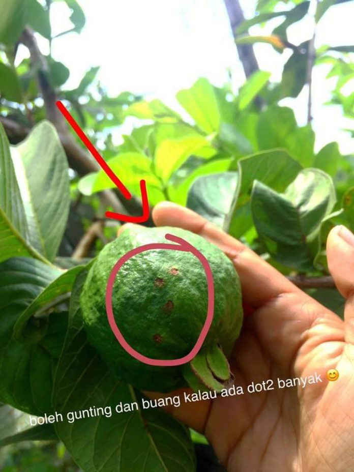 Pokok Jambu Batu Di Laman Rumah Berbuah, Segera Balut Teknik Ni Agar ...