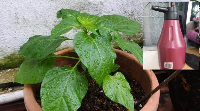 Tanam Daun Sup Cara Mudah & Murah. Begini Stepnya! - KELUARGA