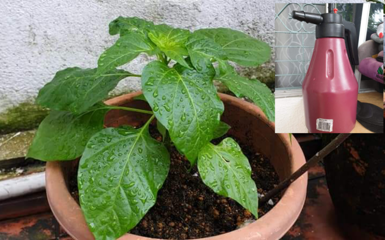 Tanam Daun Sup Cara Mudah & Murah. Begini Stepnya! - KELUARGA