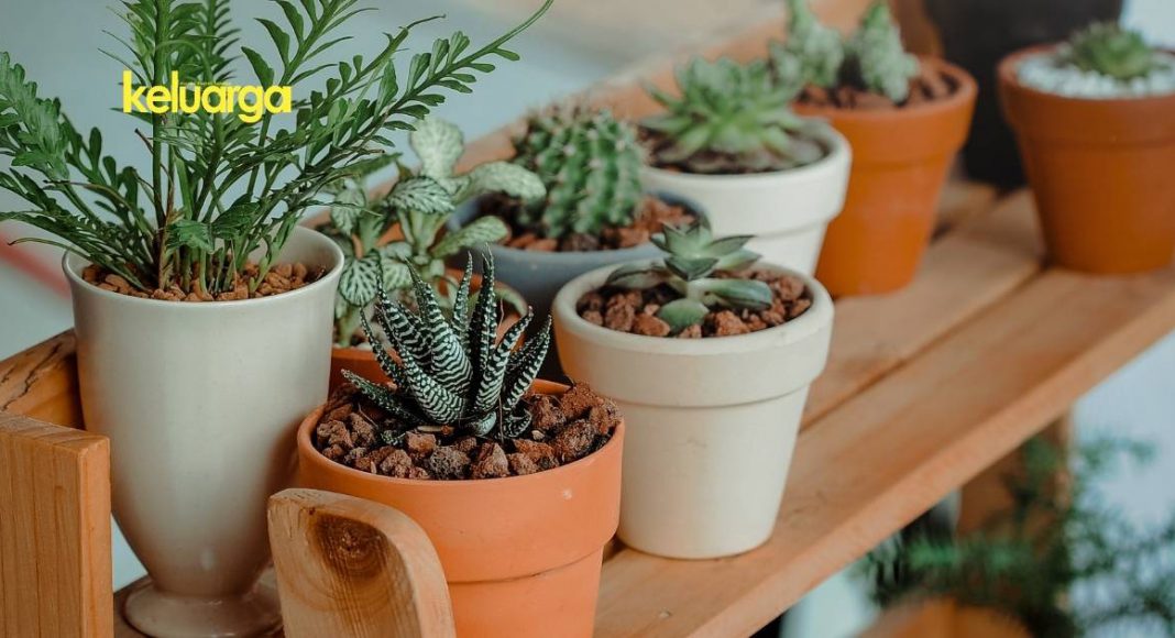 Ini 8 Jenis Pokok Hiasan Yang Sesuai Di Tanam Untuk Rumah. Menarik!