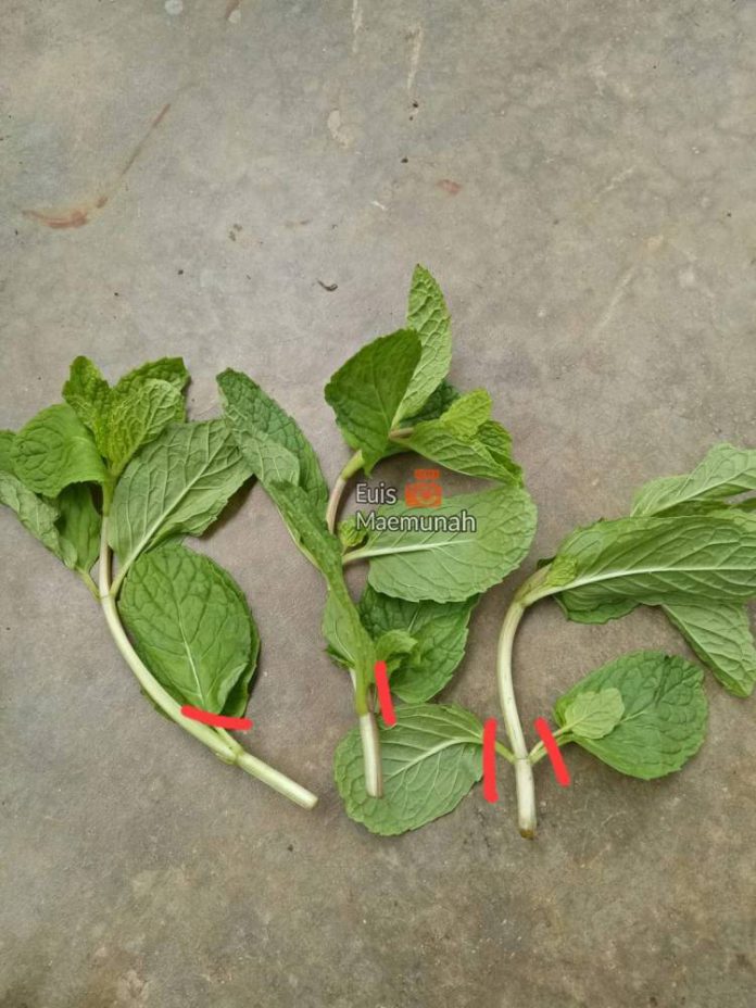 Tanam Pudina Mudah Sangat & Nak Pastikan Pokok Makin Subur, Ada Caranya!