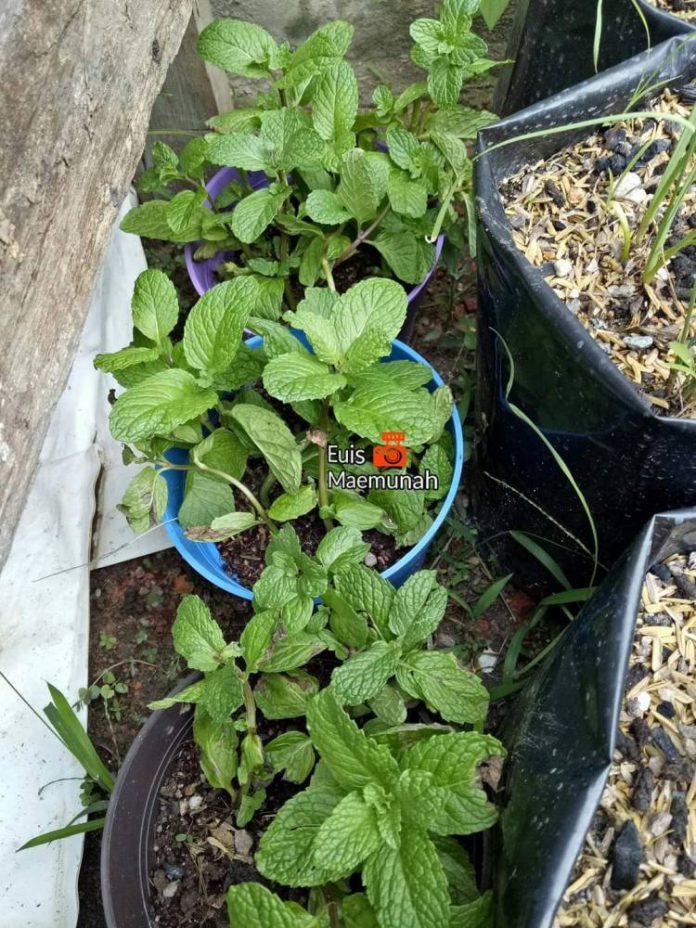 Tanam Pudina Mudah Sangat & Nak Pastikan Pokok Makin Subur, Ada Caranya!
