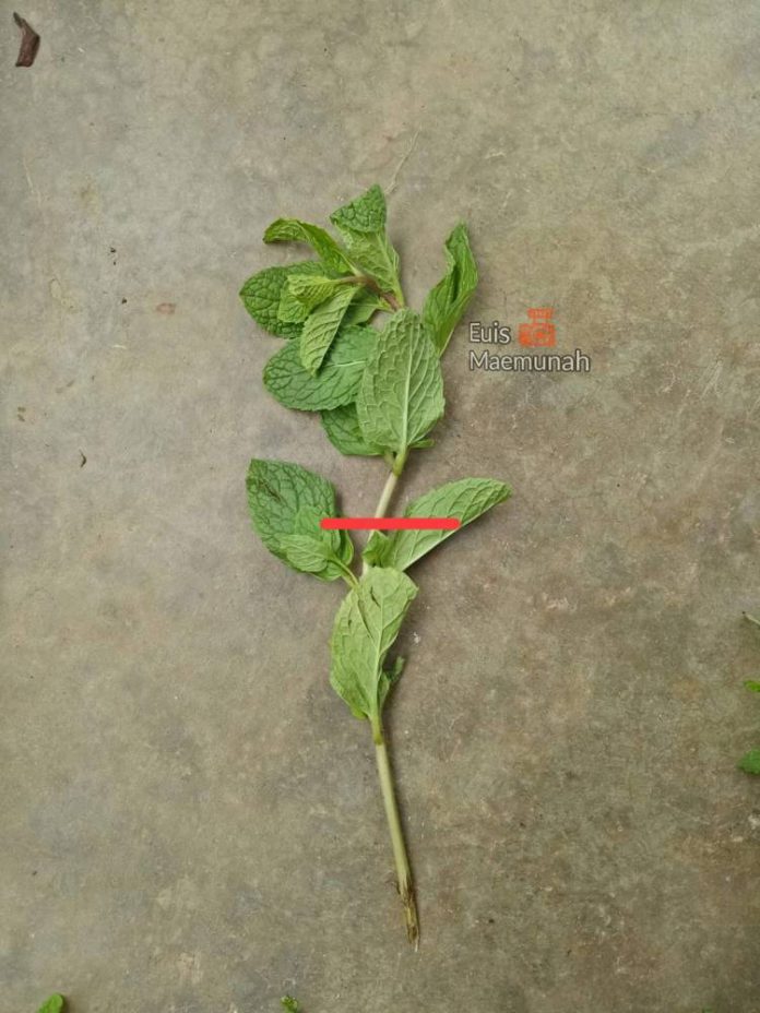 Tanam Pudina Mudah Sangat & Nak Pastikan Pokok Makin Subur, Ada Caranya!