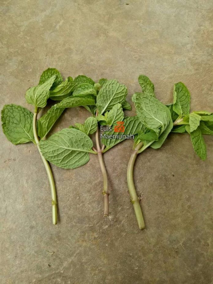 Tanam Pudina Mudah Sangat & Nak Pastikan Pokok Makin Subur, Ada Caranya!