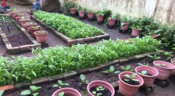 Cantik Tersusun, Tanaman Dalam Pasu Subur & Segar Merimbun Hanya Guna ...