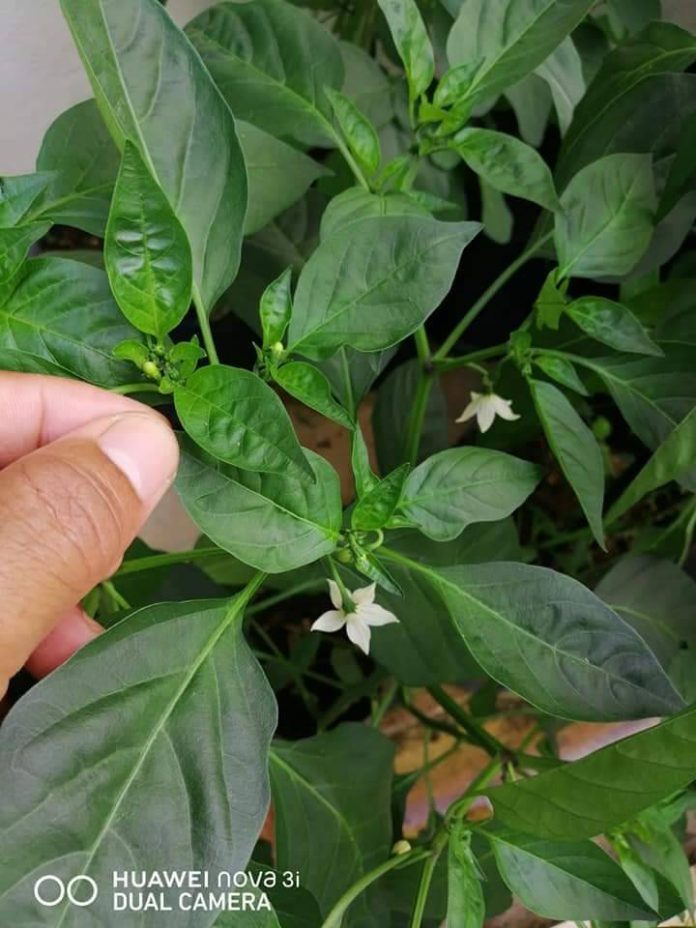 Kulat Pada Dinding Rumah & Perabot Jadi Punca Penyakit, Begini Cara Nak ...