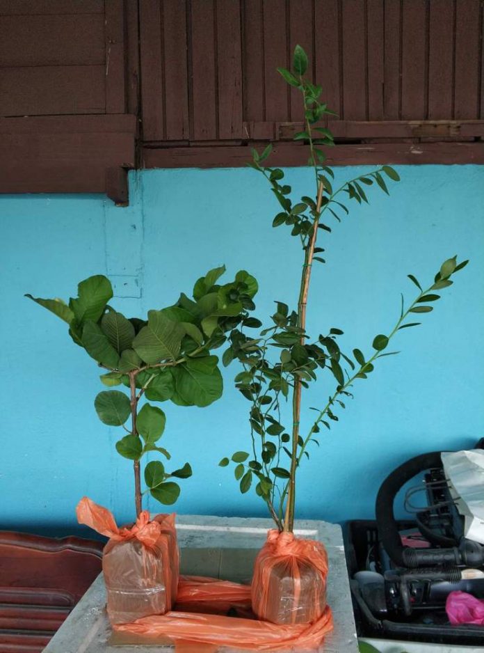 Alihkan Pokok Baru Beli Ke Pasu Ikut Tips Ni. Barulah Pokok Makin Subur!