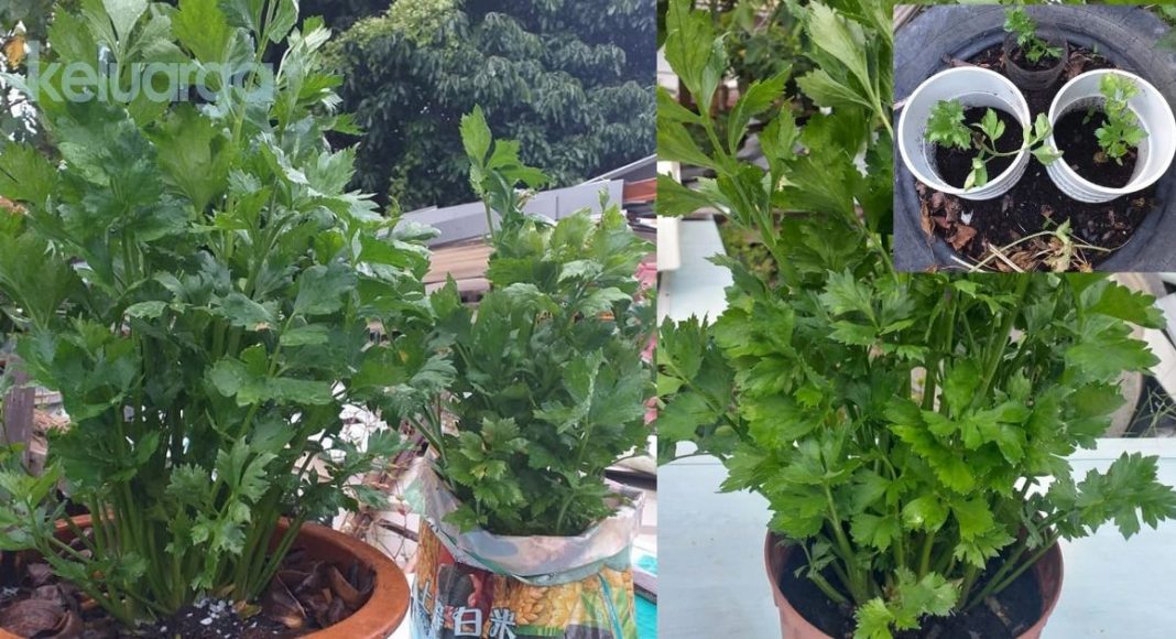 Guna 3 Petua Baja Ni, Supaya Pokok Daun Sup Gemuk-Gemuk Merimbun Dan ...