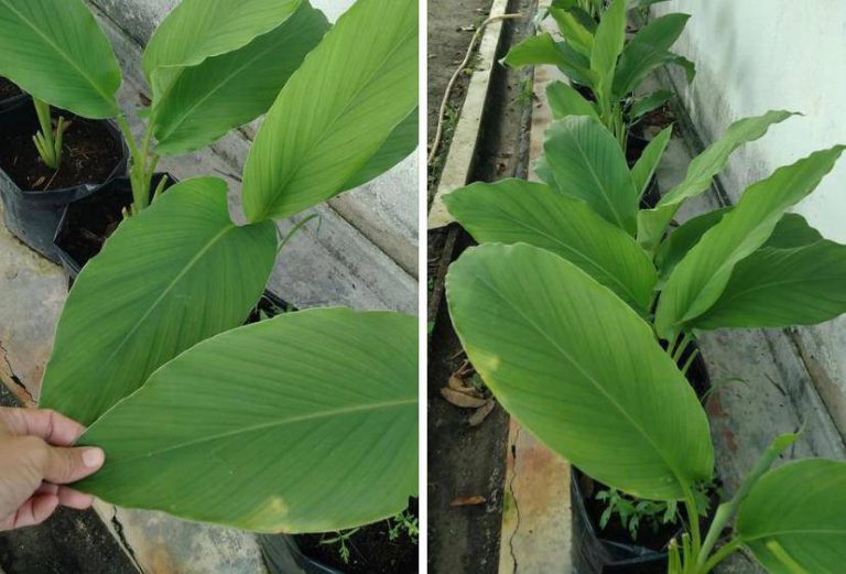 Daun Kunyit Kuning Dan Tak Subur, Lelaki Ini Kongsi Cara Tanam Dan ...