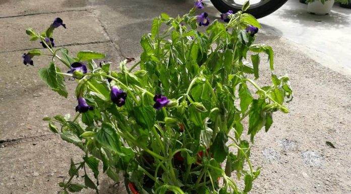 Pokok Layu Sebab Lupa Nak Siram, Cepat Buat Begini Untuk Segera ...