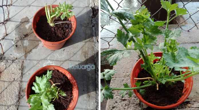 Tip Mudah Tanam Daun Sup Supaya Pokok Cepat Besar & Tak Mudah Mati ...