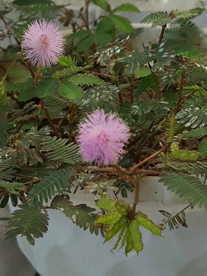 Rupanya Pokok Semalu Bantu Elak Kubis Bunga Diganggu Tikus. Kucing Pun ...