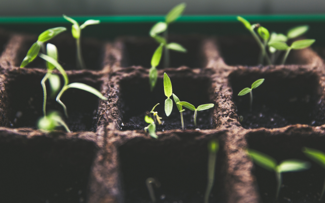 Nak Tumbuhan Hidup Subur, Ada Aturannya Perlu Buat! - KELUARGA