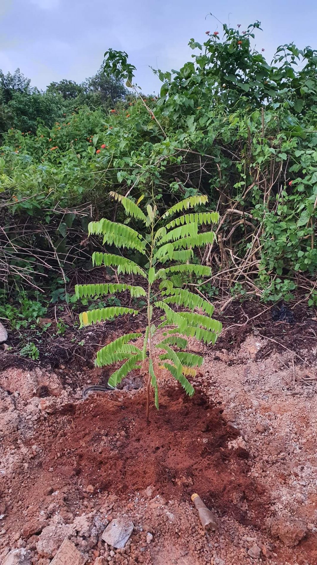 Menanam Pokok Begini Tip Kena Buat Agar Lebat Hasilnya!