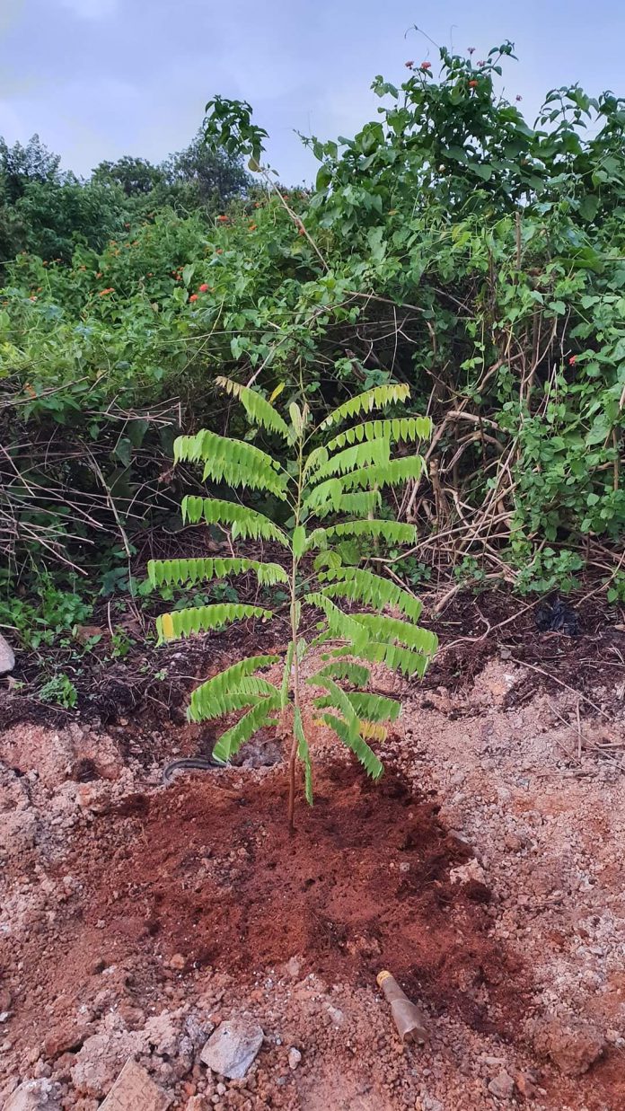Menanam Pokok Begini Tip Kena Buat Agar Lebat Hasilnya!