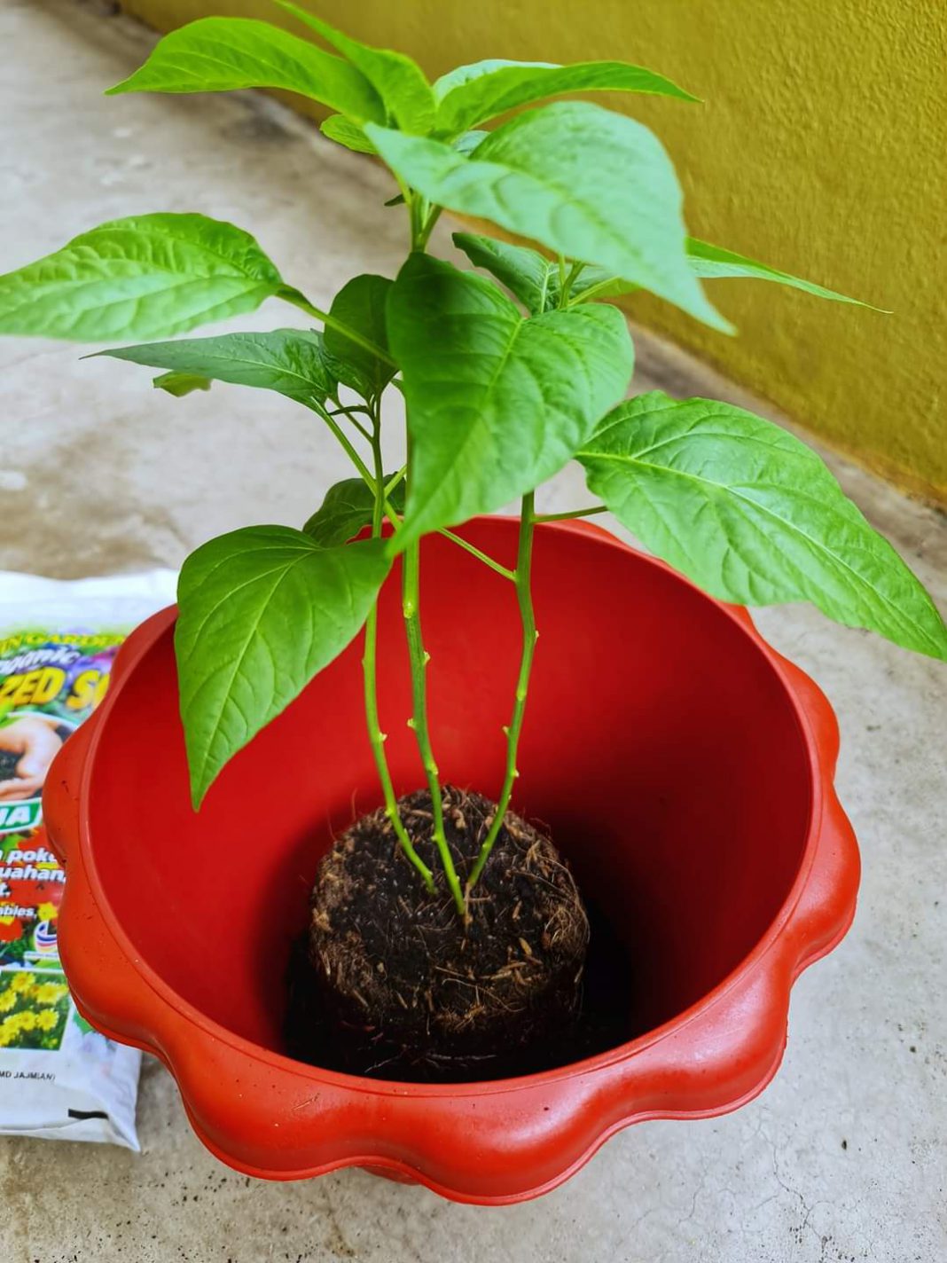 Pokok Cili Nak Bagi Merimbun Dalam Pasu, Ni Tipsnya!