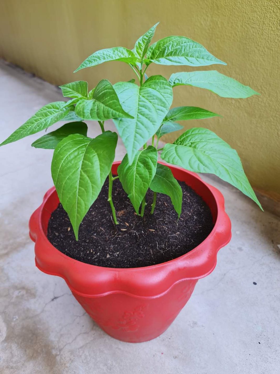 Pokok Cili Nak Bagi Merimbun Dalam Pasu, Ni Tipsnya!