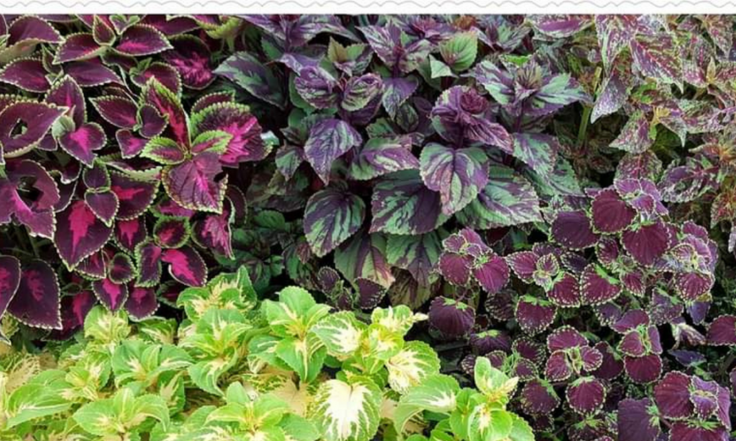 Pokok Ati-ati Nak Merimbun & Renek Ada Tipsnya Kena Buat! - KELUARGA