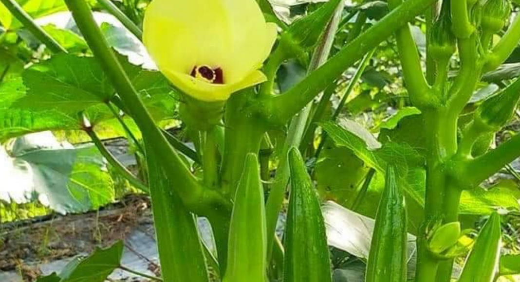 Tip Nak Bagi Pokok Bendi Banyak Bercabang Agar Lebat Buahnya!