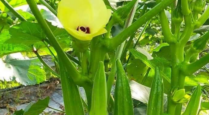 Tip Nak Bagi Pokok Bendi Banyak Bercabang Agar Lebat Buahnya!