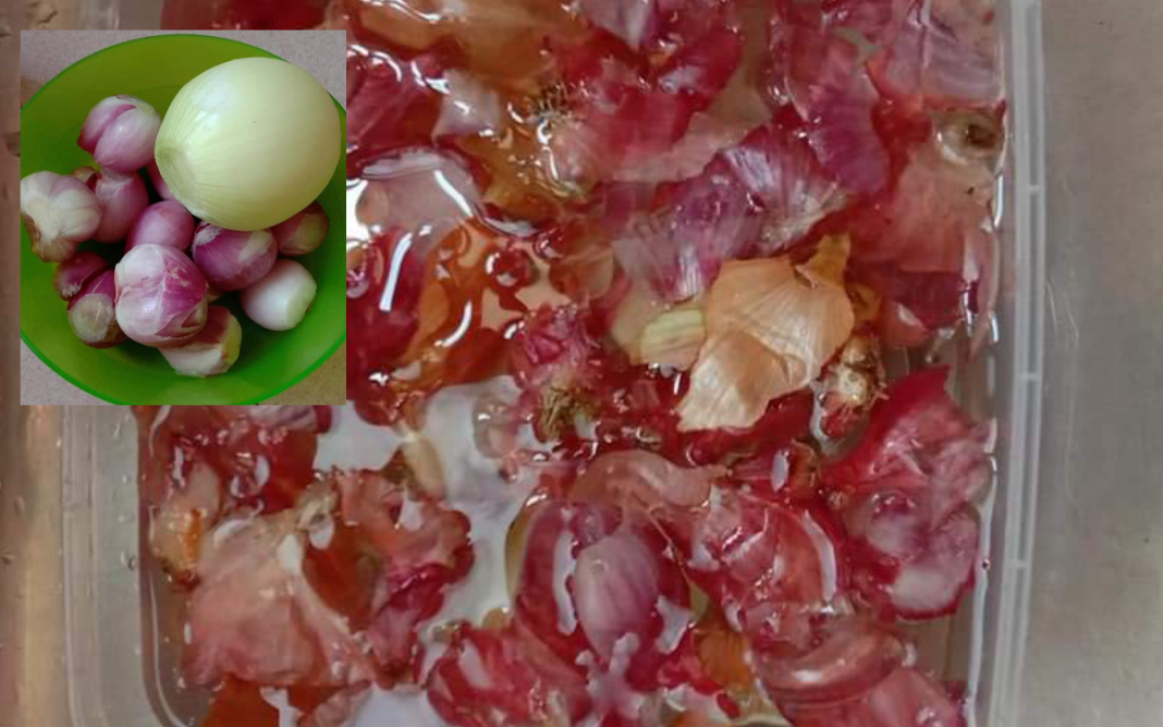 Rendaman Kulit Bawang Elak Semut & Bena Putih. Rajin Buat, Tanaman ...