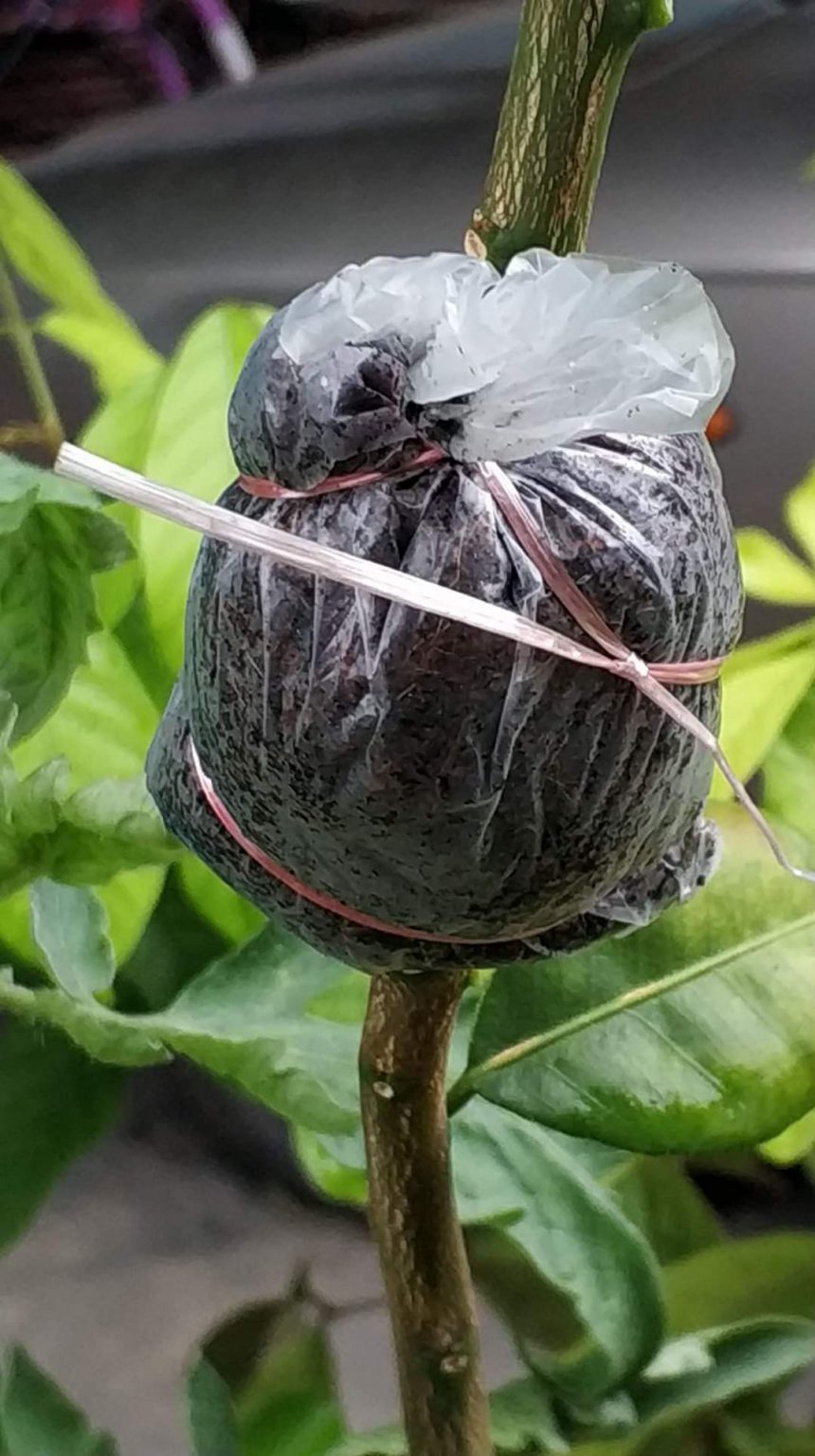 Tut Tanaman Cara Paling Mudah Boleh Buat. Begini Langkahnya!